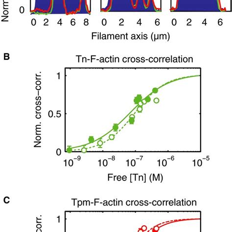 Fluorescence Correlation Analysis Shows That Tn Binding Affinity Is
