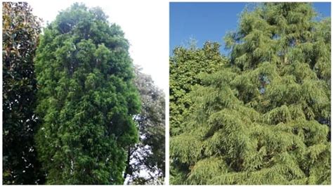 Different Types Of Cypress Trees Their Identifying Features