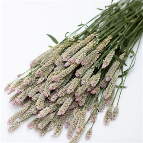 Celosia Xantippe Floret Library