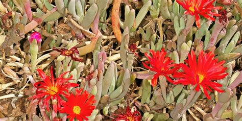 Flowers Of Namibia The Complete List Flora Fauna Fun