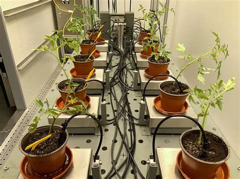 plant phenotyping in aralab chambers concessus