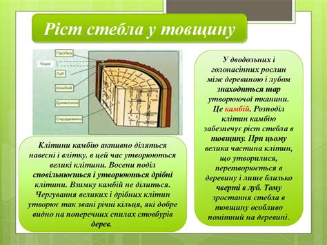 Стебло Online Presentation