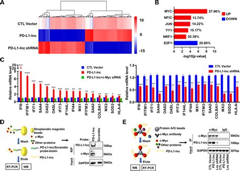Pd L1 Lnc Binds To C Myc And Activates C Myc Signal Downstream A The Download Scientific