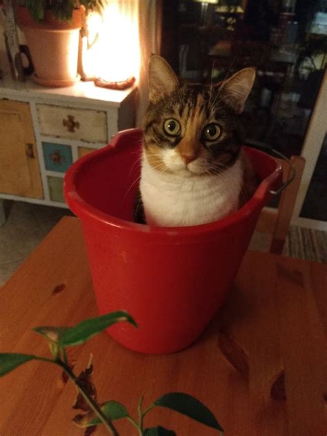 Elasticsearch Bucket Aggregations And Faceted Navigation Facets