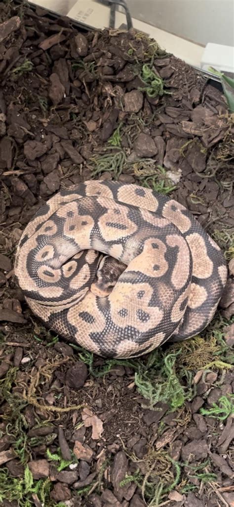 strange behavior in my ball python r ballpython