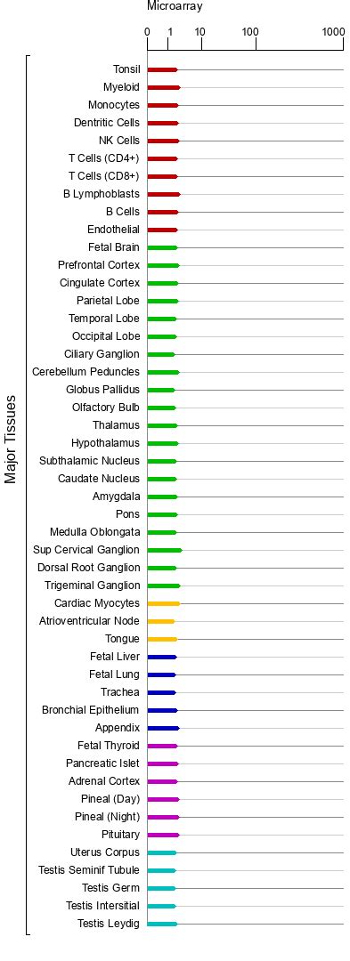 Aicda Gene Genecards Aicda Protein Aicda Antibody