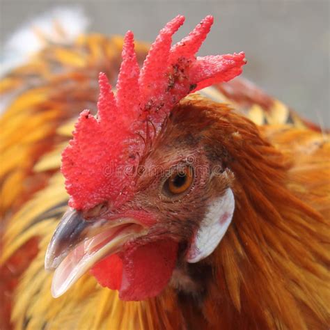 Head Of A Cockerel Stock Image Image Of Comb Coxcomb 69336801