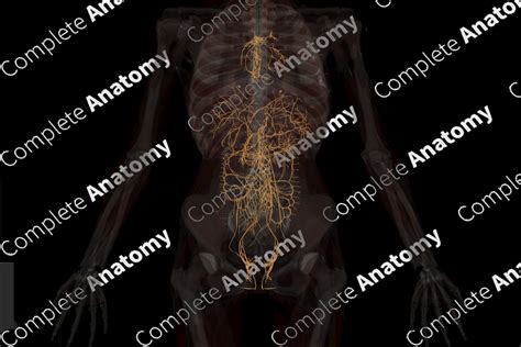 Autonomic Plexuses Complete Anatomy Autonomic Plexuses Complete Anatomy