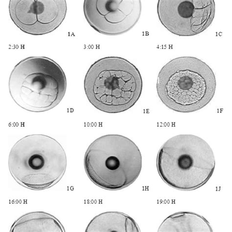Pdf The Cleavage And Embryonic Phase Of Gilthead Sea Bream Sparus