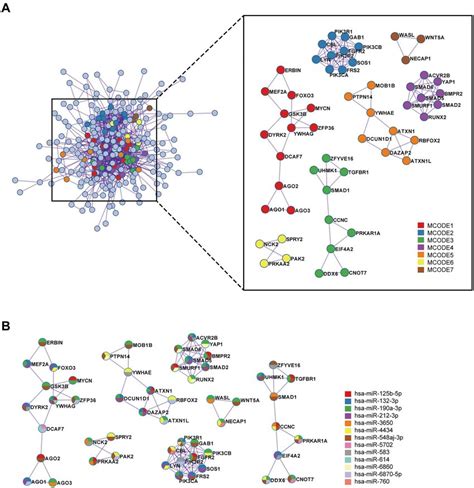 The Protein Protein Interactions Network For The Putative Targets And Download Scientific