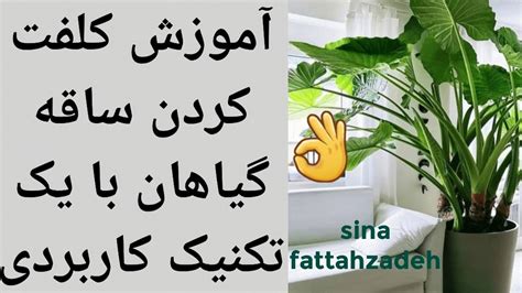 کود برای کلفت شدن ساقه گیاه 👌 ضخیم شدن ساقه گیاه 😍 کلفت شدن ساقه