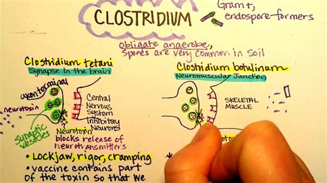 Clostridium Botulinum Structure