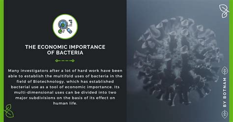 Bacteria Guide The Economic Importance Of Bacteria 2025