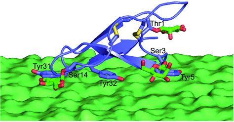 Model Of Glycosylated Cbm Binding The Surface Of A Cellulose Crystal