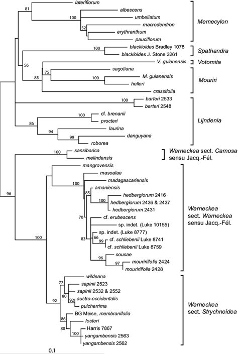 Strict Consensus Of Two Trees From Outgroup Rooted Maximum Likelihood