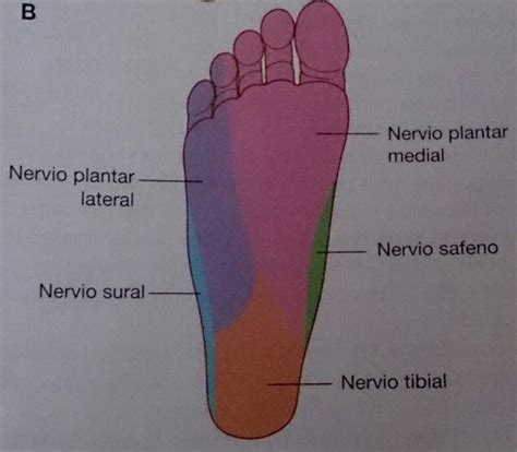 Dermatomas Anatomía Nervio