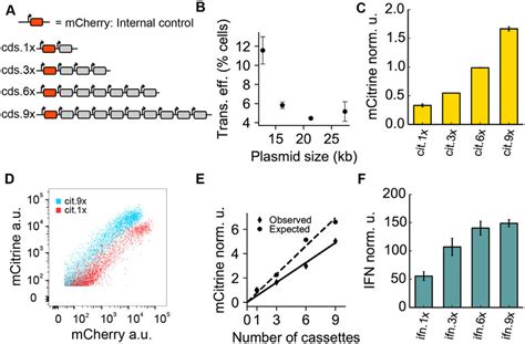 Impact Of Gene Copy Number On Protein Expression In Transient