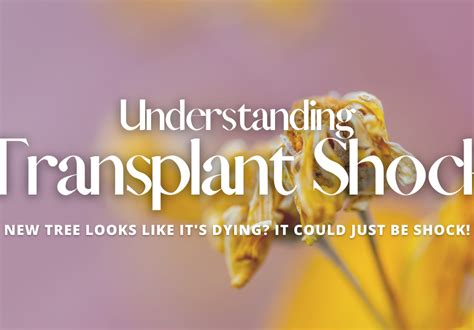 Tree Age Equation TreesCharlotte