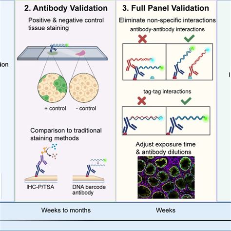 Phases Of Panel Development And Validation For Multiplexed Download Scientific Diagram