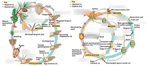 Plant Diversity Ii Diagram Quizlet