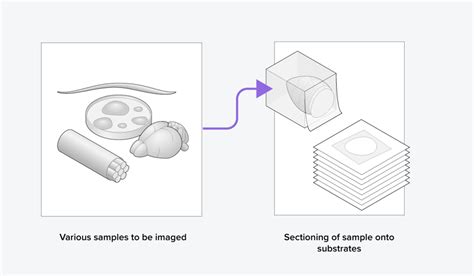 Volume Electron Microscopy Towards Automatic Organelle Segmentation