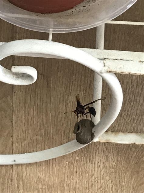 [singapore] What Bug Is This R Whatsthisbug