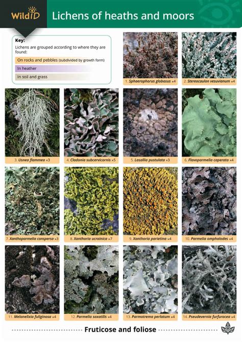 Types Of Lichen On Trees