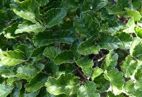 Nothofagus Pumilio Trees And Shrubs Online