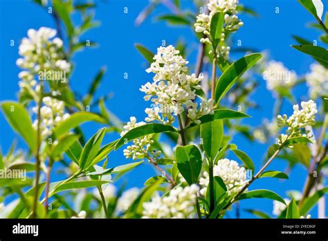 Common Privet Ligustrum Vulgare Close Up Of The Small White Flowers