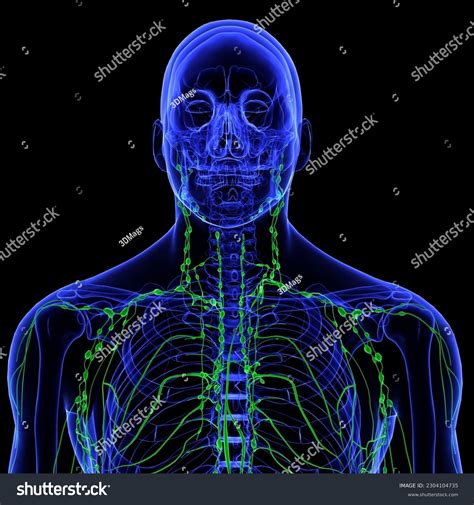 Human Lymph Node System 3d Illustration Stock Illustration 2304104735