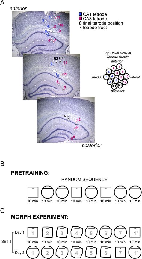 Progressive Transformation Of Hippocampal Neuronal Representations In