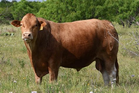 Casey Beefmasters Cattle For Sale The Finest Of The Beefmaster