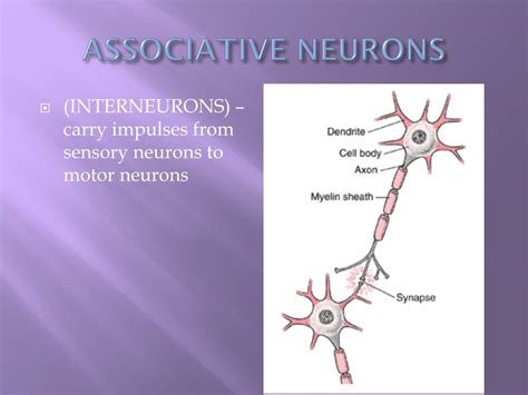 Ppt Nervous System Powerpoint Presentation Free Download Id 2172479