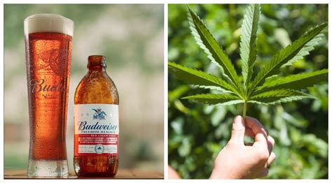 Budweiser Is Latest Beer Giant To Get Into The Weed Infused Beverage