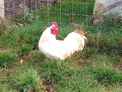 Scotland Poultry Lovely Scots Dumpy Cockerel Available To A Good Home