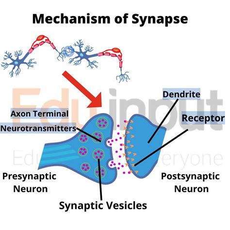 Electrical Synapse Purpose At Craig Holley Blog