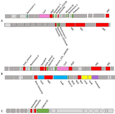 An Exploratory In Silico Analysis Of Bacteriocin Gene Clusters In The Urobiome