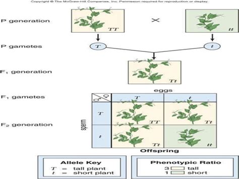Mendels Laws Of Inheritance Pptx Gardening Home And Garden