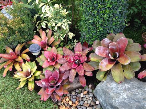 Bromeliad Care Indoors How To Grow Beautiful Bromeliads