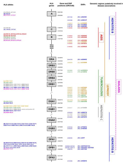 Schematic Map Of The Hla Genomic Region Showing The Positions Of The