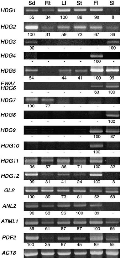 rt pcr analysis of the hdg transcript levels in different organs total download scientific