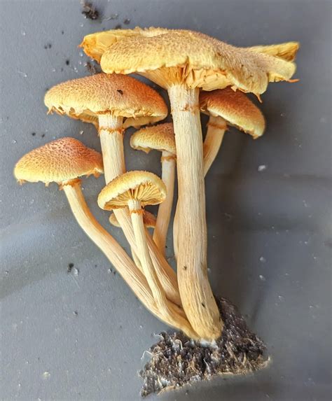 I found those fungi in my indoor plant, can someone help me identify them? : r/Fungi
