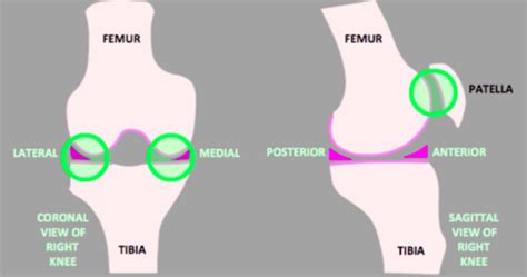 The Knee Joint Flashcards Quizlet