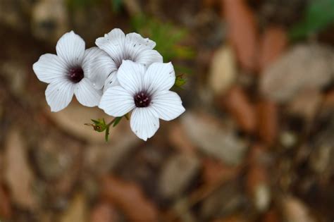무료 이미지 보케 화이트 사진술 꽃잎 식물학 플로라 야생화 닫다 백합 블랑코 플로어 뉴타레아 와이즈