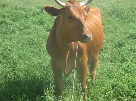 تیشه واردات بر ریشه دامدارینژاد گاو سراب در ورطه نابودی خبرگزاری مهر