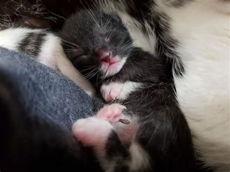 Un Chico Se Lleva El Susto De Su Vida Al Encontrarse Un Gato Dando Luz En Su Cama