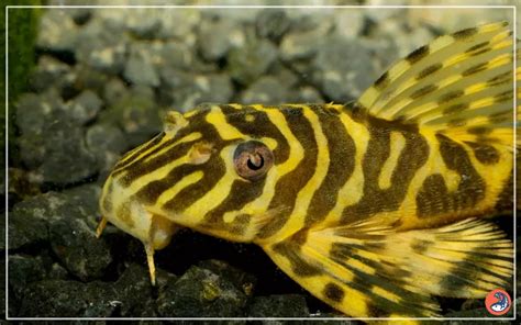25 Scarlet Badis Tank Mates Aquariumnexus