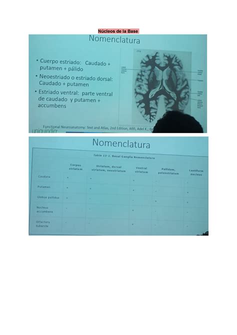 Clase 1 Núcleos De La Base Núcleos De La Base Importante Vía D1