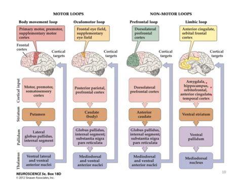 Lecture 12 Sensorimotor Integration Flashcards Quizlet