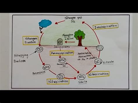 Nitrogen Cycle Diagram With Steps Explained Teachoo Concepts